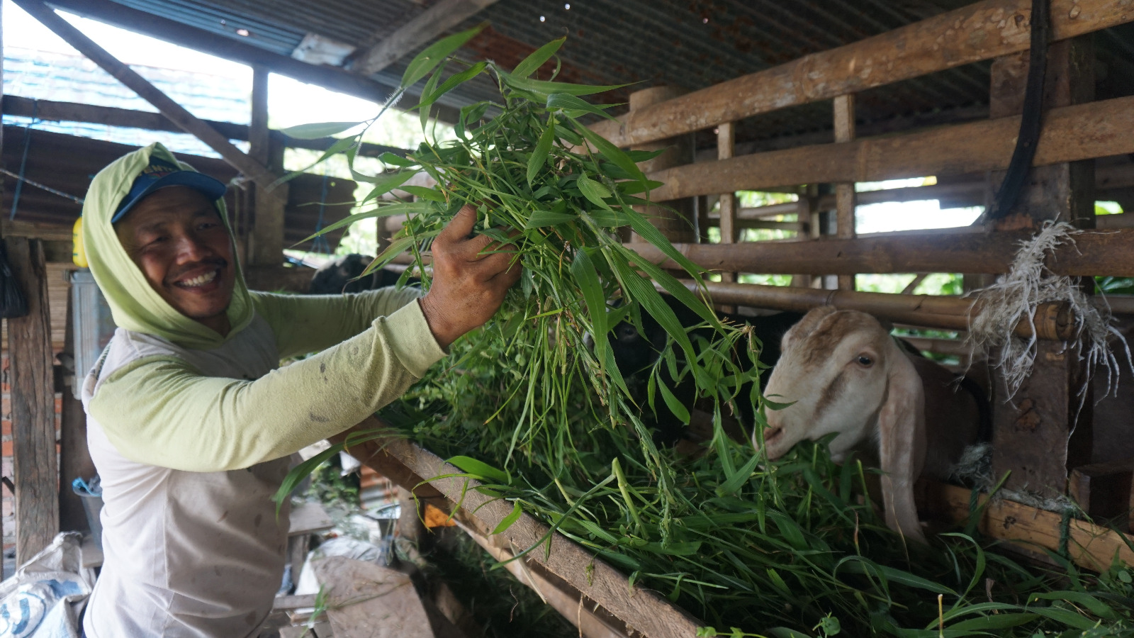 Komunitas Embek ‘’Pendekar Ngarit’’ Rutin Gelar Kontes - Pemerintah ...
